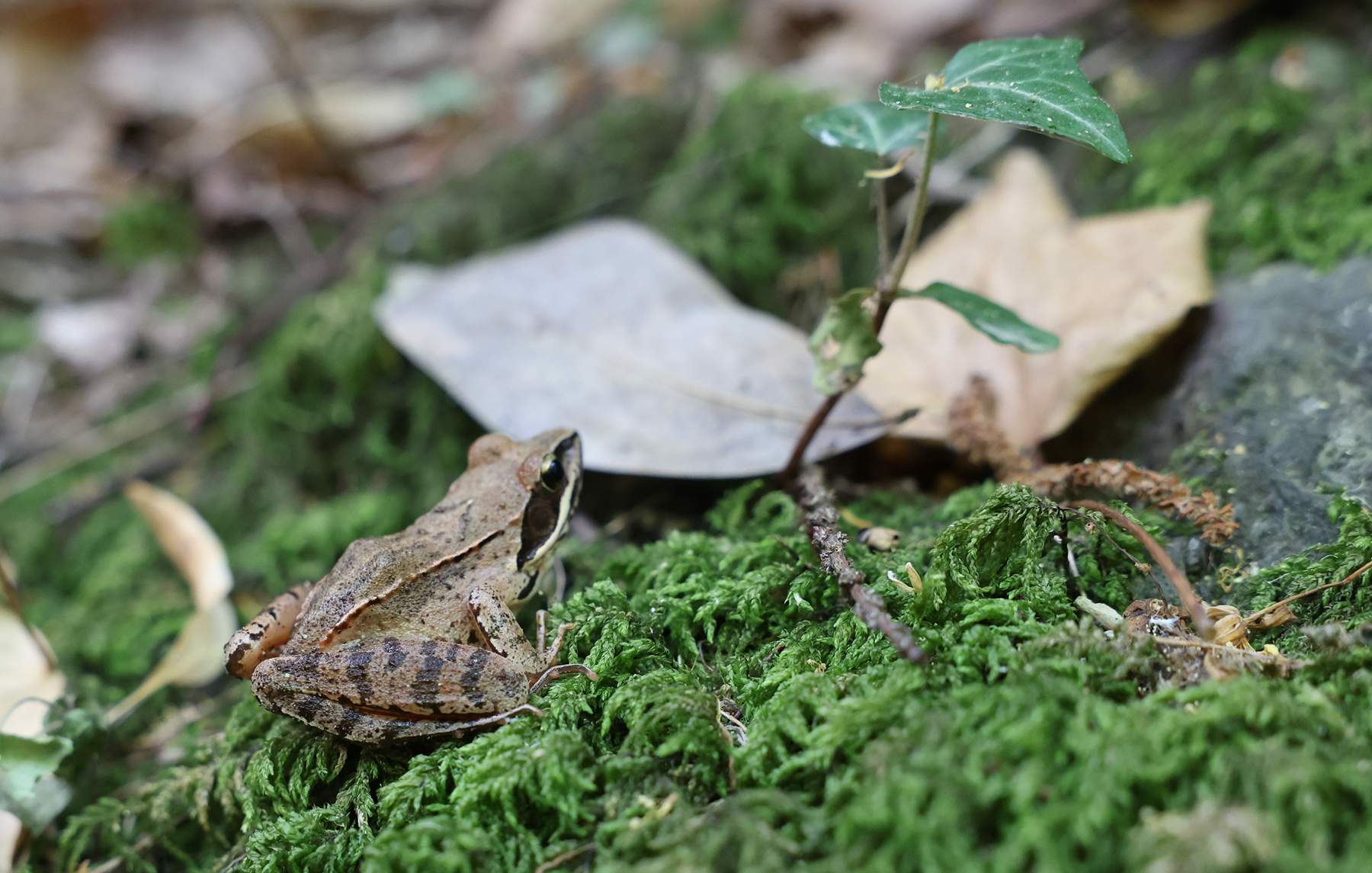Întrebări și răspunsuri despre: timiditate, har, animale, biserică ...